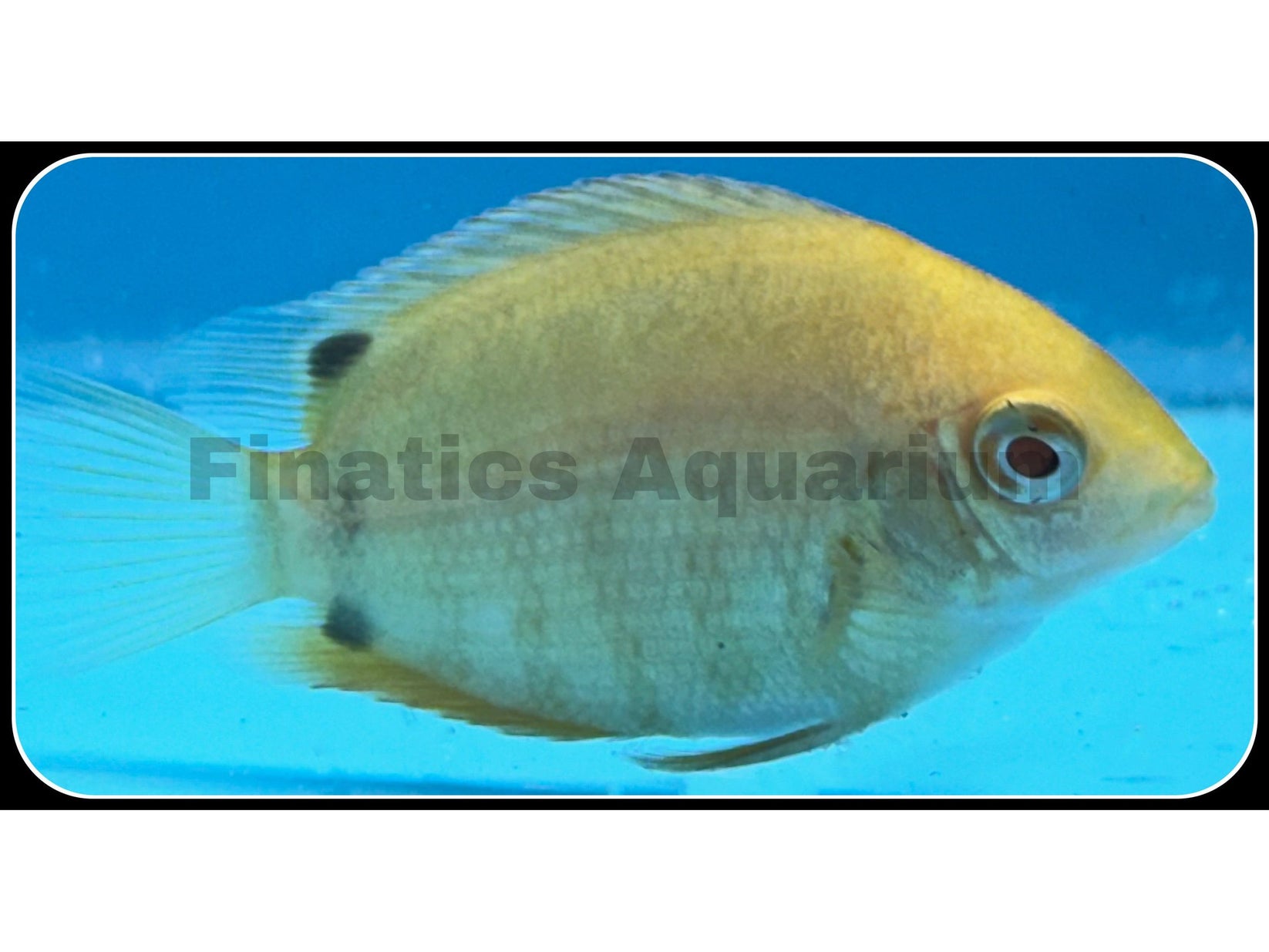 One Yellow Severum Cichlid – Finatics Aquarium