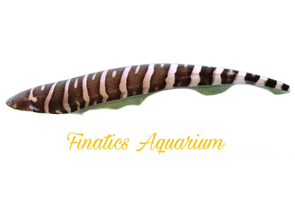 One Macana Zebra Knife Fish Approx 4-6” – Finatics Aquarium