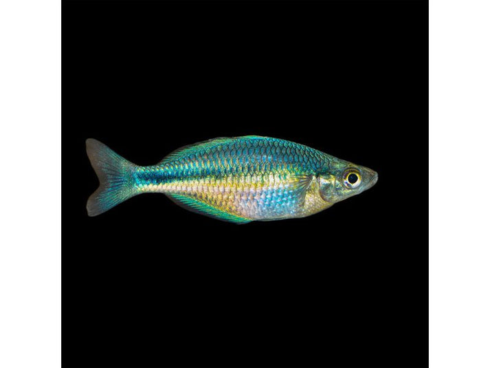 One Turquoise Rainbowfish Approx 2” T122 – Finatics Aquarium