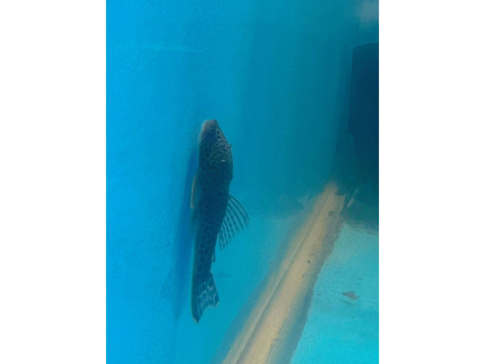 Sovichthys Rubbernose Pleco – Finatics Aquarium