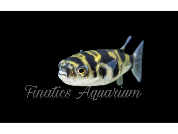 One Amazon Puffer-fish Approx 1.5-2" T130/T129 – Finatics Aquarium