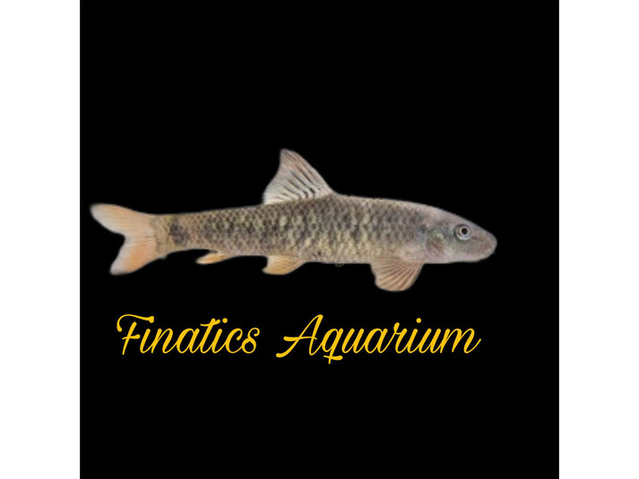 One Garra Rufa Doctor Fish T166 Approx 1” – Finatics Aquarium