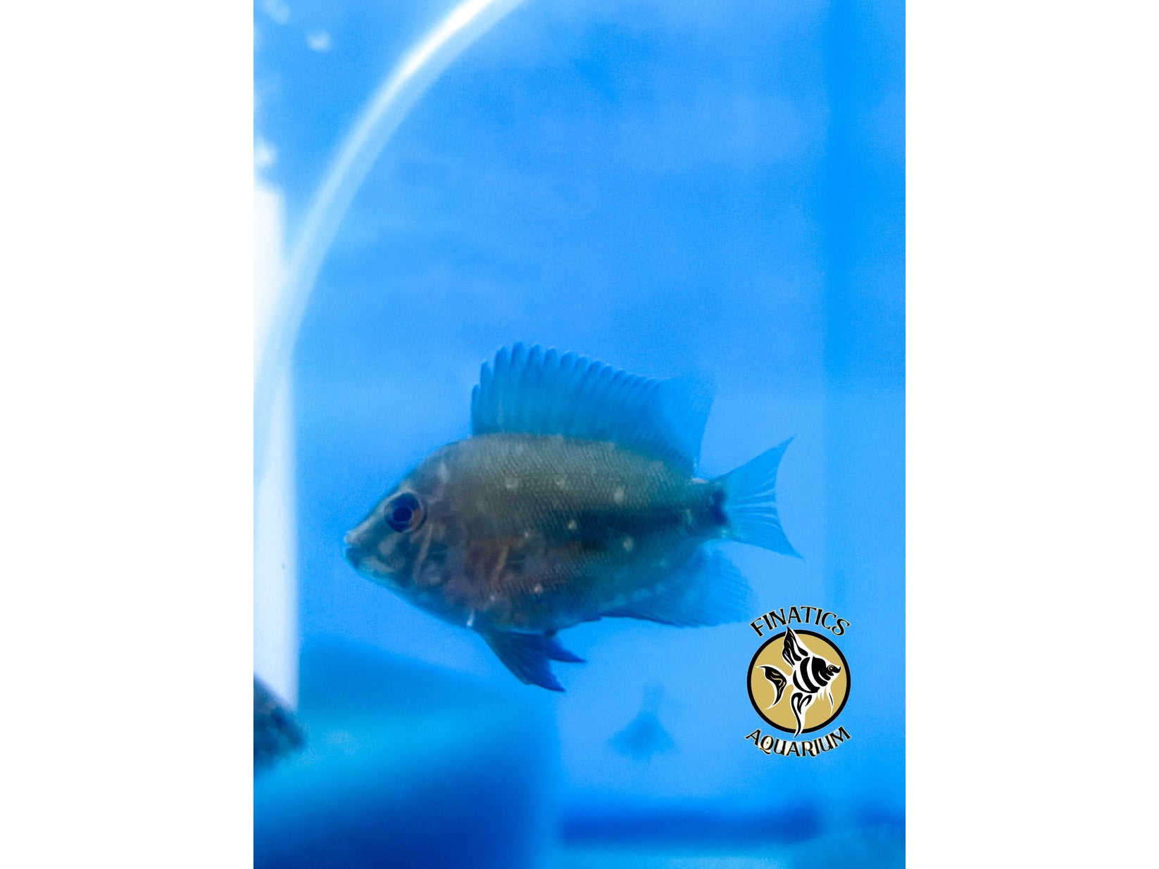 Uaru Cichlid Fish (T-9) – Finatics Aquarium