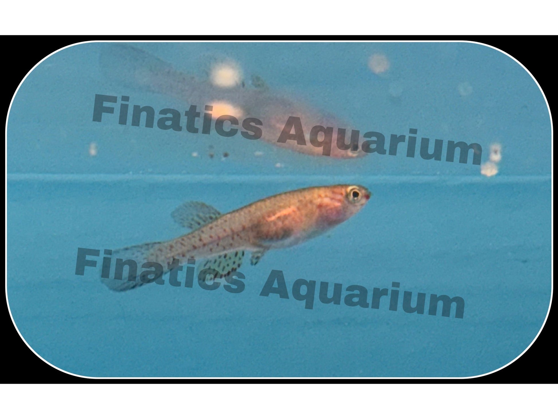 Gertrude Spotted Blue Eye Rainbowfish Nano (T95) – Finatics Aquarium