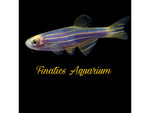 Cosmic Blue Glofish Danio Approx 1” – Finatics Aquarium