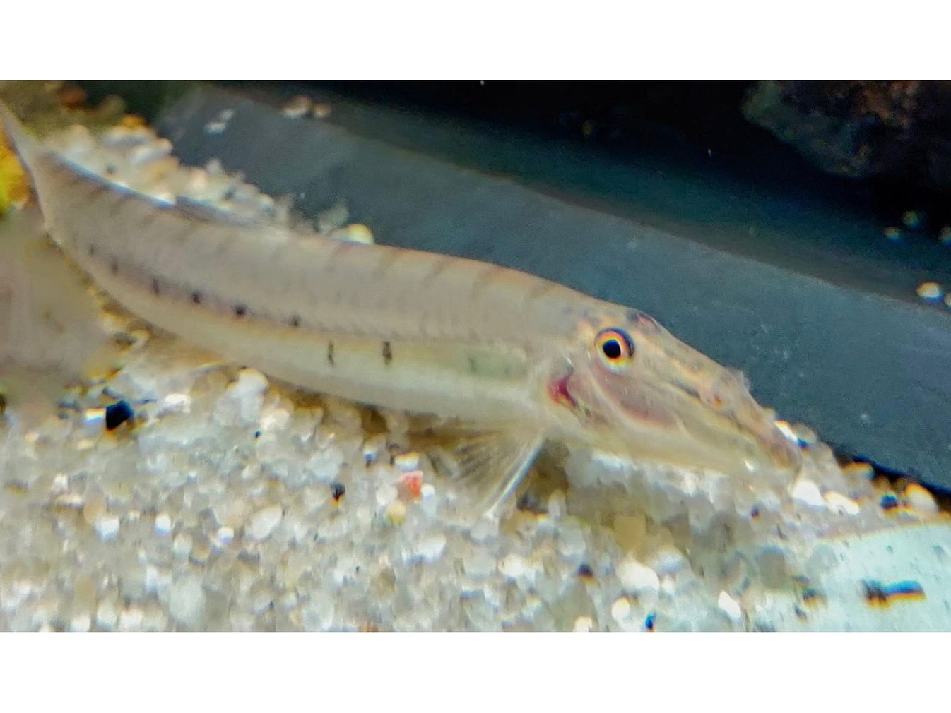 One Horseface Loach Approx 2.5-3" – Finatics Aquarium