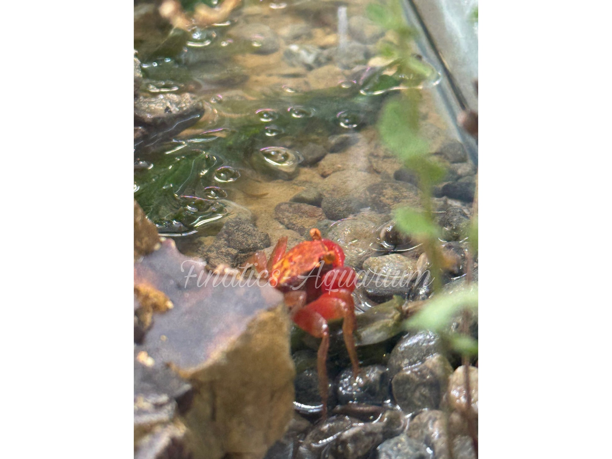 Tomato Crab (Vampire) - Freshwater – Finatics Aquarium
