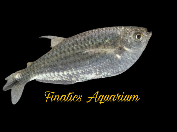 One Dusky Narrow Hatchetfish Approx 2-3” – Finatics Aquarium