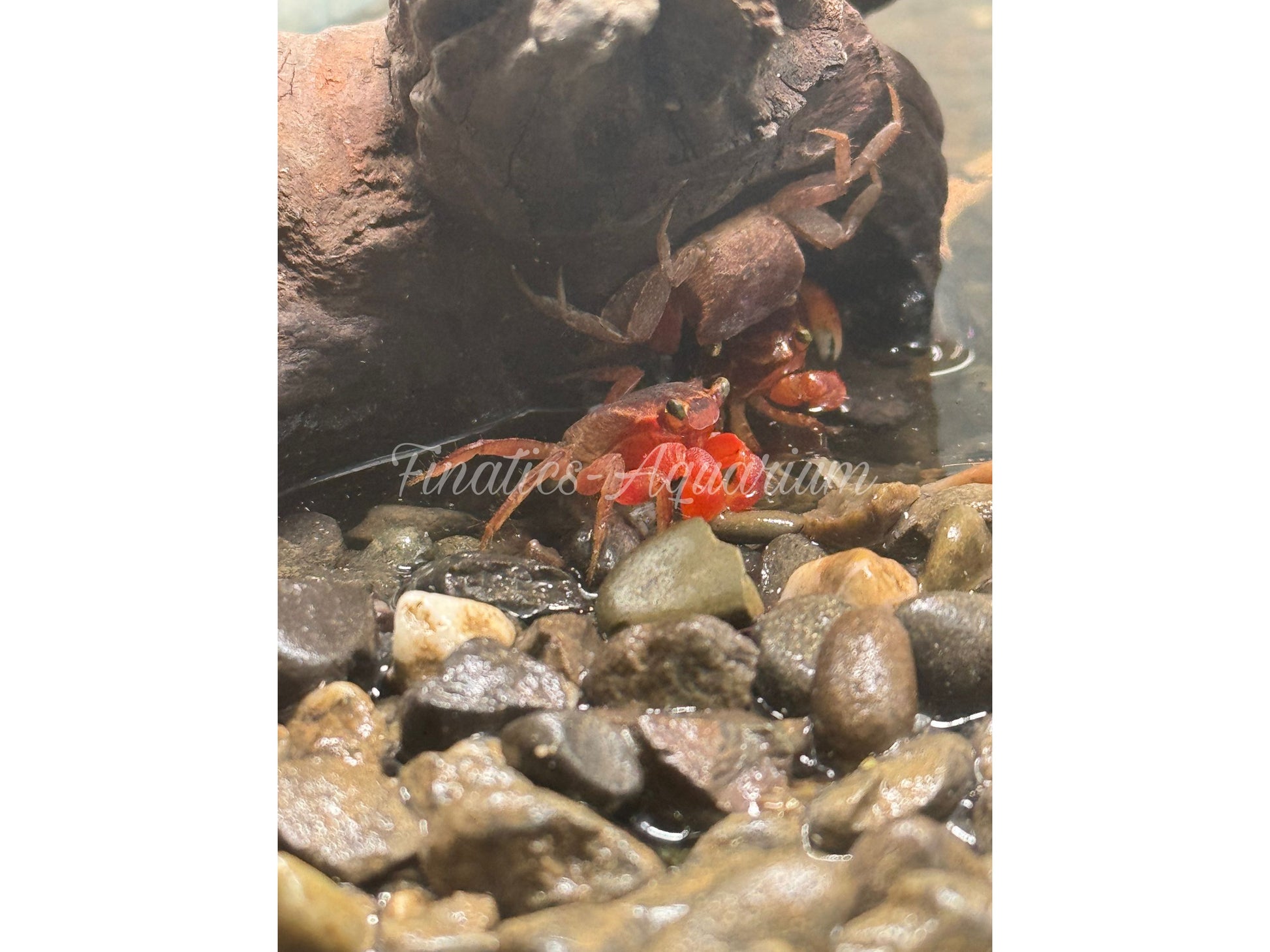 Tomato Crab (Vampire) - Freshwater – Finatics Aquarium