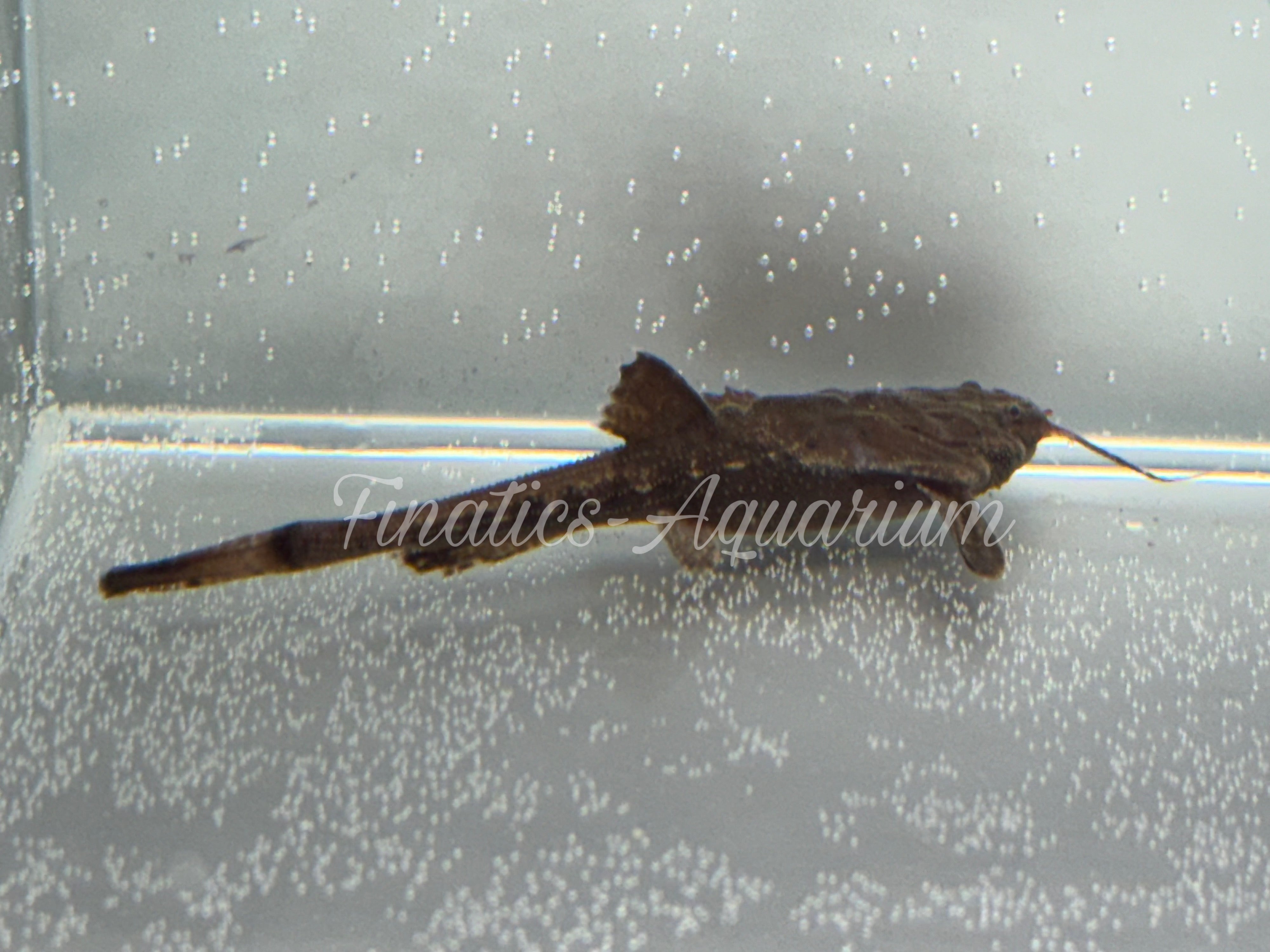 Catfish – Finatics Aquarium