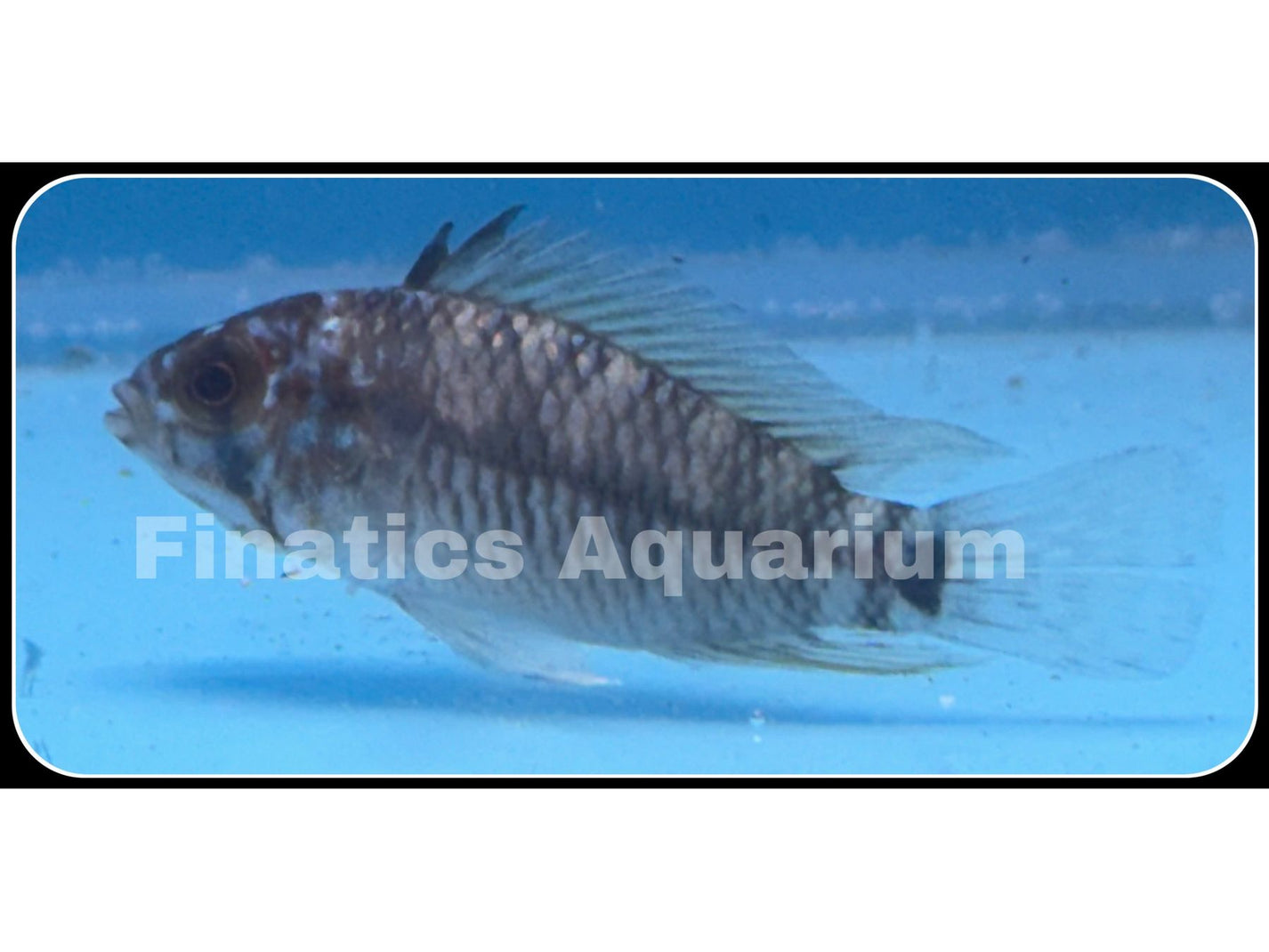 Apistogramma Borelli Steel Blue Dwarf Cichlid Not Sexed – Finatics Aquarium