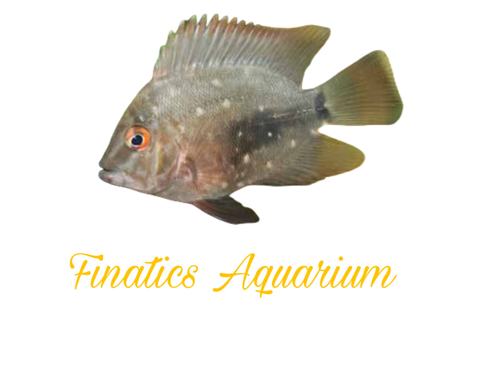 One Uaru Fish Approx 1.5-2” T185 – Finatics Aquarium