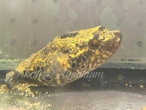 One Dragon Humpback Puffer Freshwater Approx 2-2.5” – Finatics Aquarium