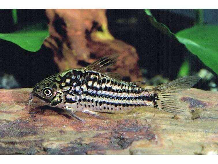 San Juan Cory Catfish T991 – Finatics Aquarium