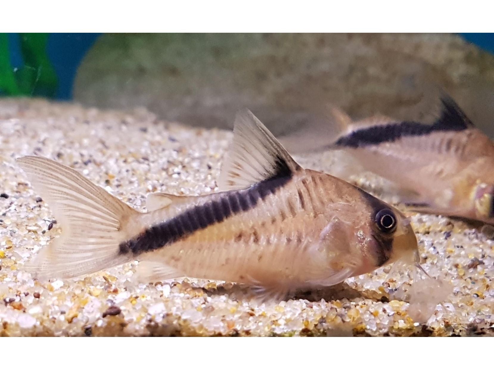 Melini Cory Catfish - False Bandit – Finatics Aquarium