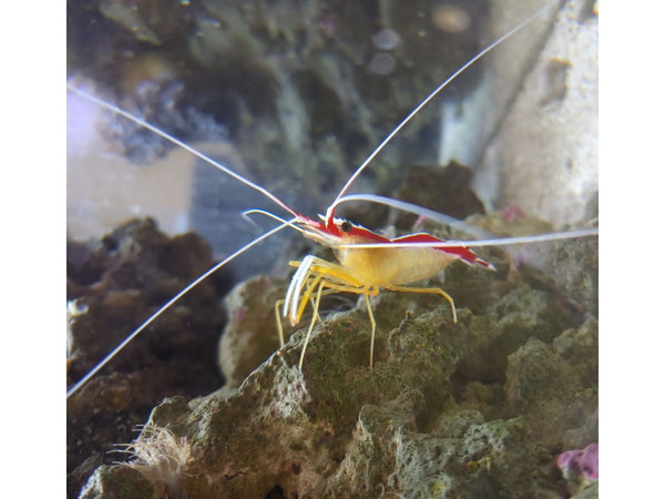 Scarlet Skunk Cleaner Shrimp Salt Water – Finatics Aquarium