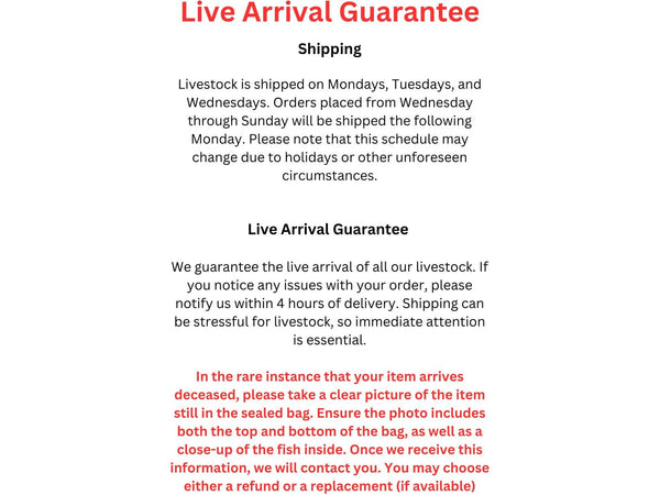 One Mono Argenteus Fish Freshwater – Finatics Aquarium