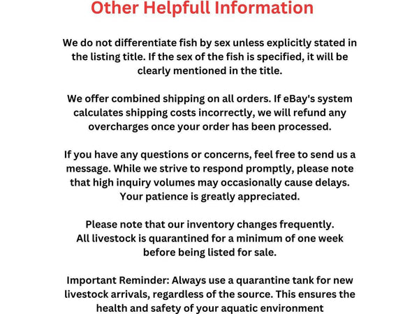 Dogface Yellow Fin Puffer – Finatics Aquarium