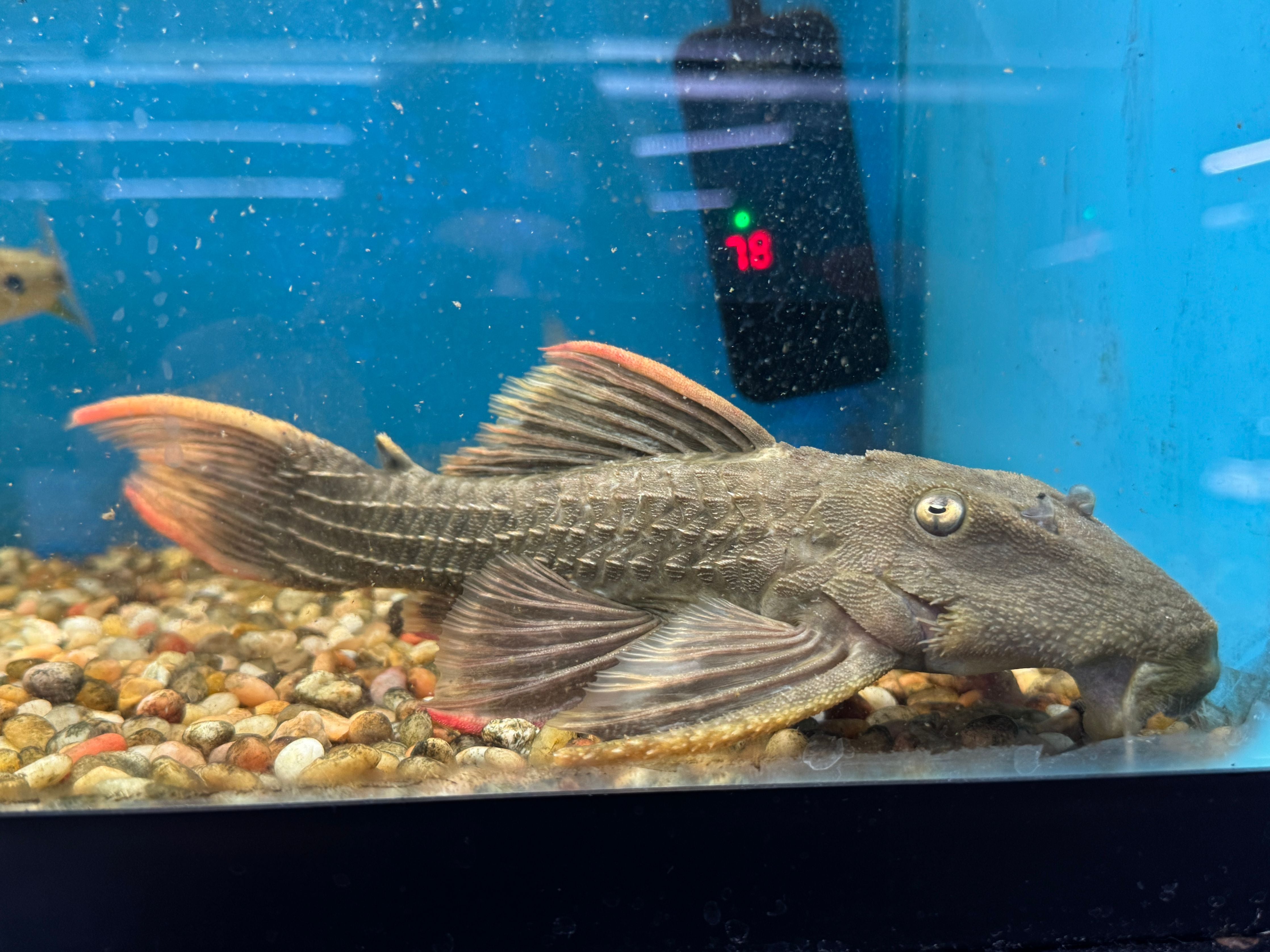 Pleco L-024 Red Fin Cactus Pleco Approx 9-10" – Finatics Aquarium