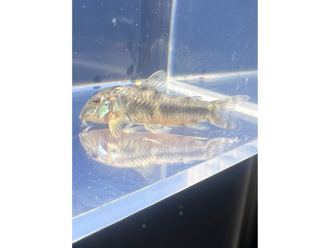 Aspidoras Spilotus Catfish C-125 – Finatics Aquarium