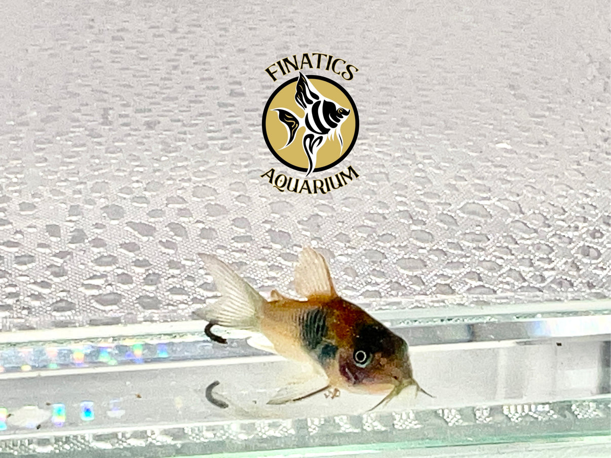 Red Sailfin Venezuela Cory – Finatics Aquarium