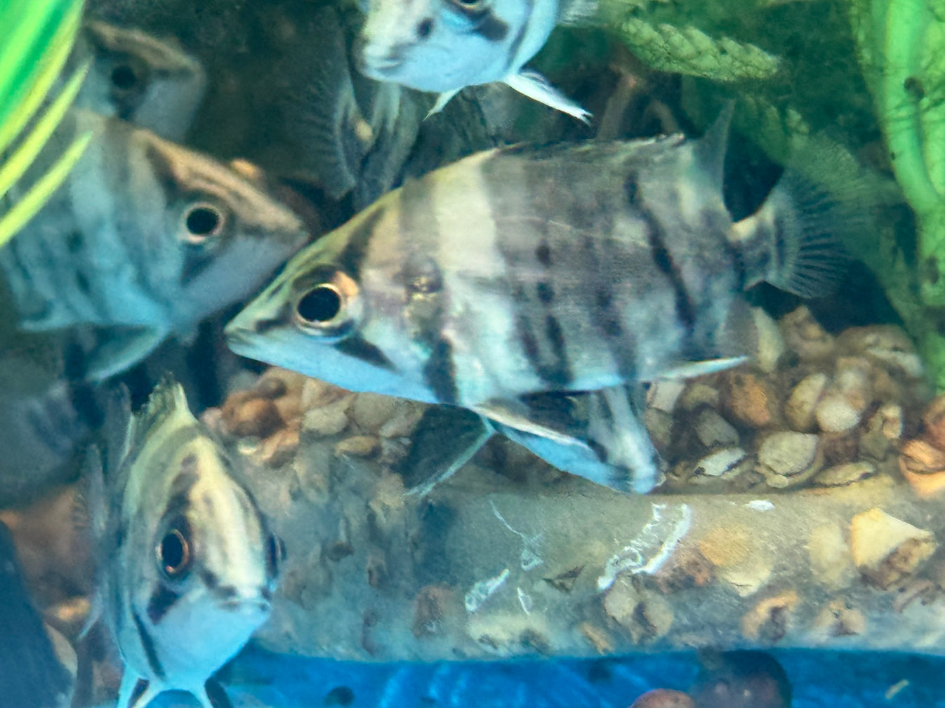 One Indo Tiger Datnoid – Finatics Aquarium