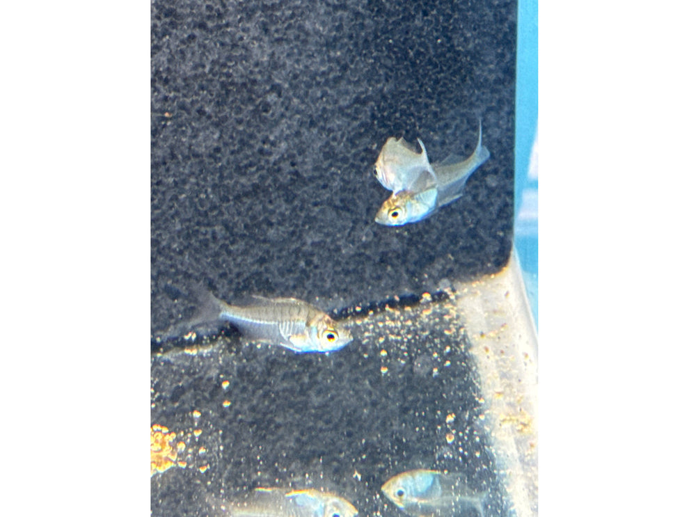 One Siamensis Glass Fish T258 Approx 1 " Parambassis siamensis ...