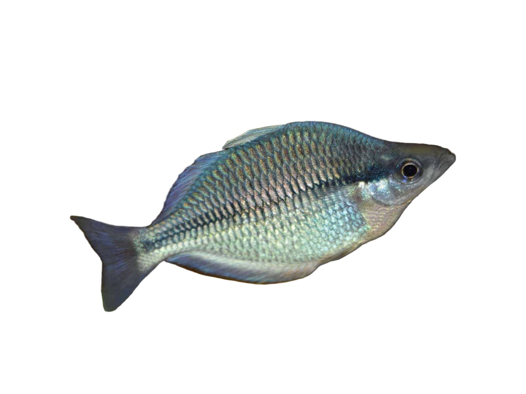 One Kamaka Dwarf Rainbowfish – Finatics Aquarium