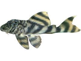 One Worm Line L-121 Pleco Approx 3" (Peckoltia braueri) – Finatics Aquarium