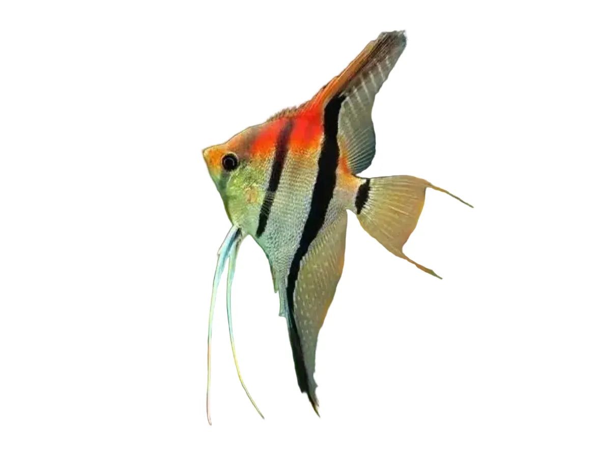 Red Back Manacapuru Angelfish Approx 4-5" – Finatics Aquarium